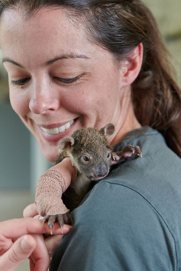 Orphaned 5-month-old baby Koala gets a cute tiny arm cast after falling ...