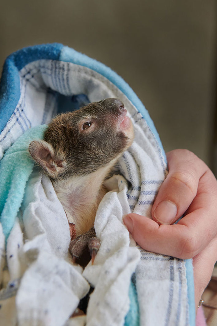 Orphaned 5-month-old baby Koala gets a cute tiny arm cast after falling ...