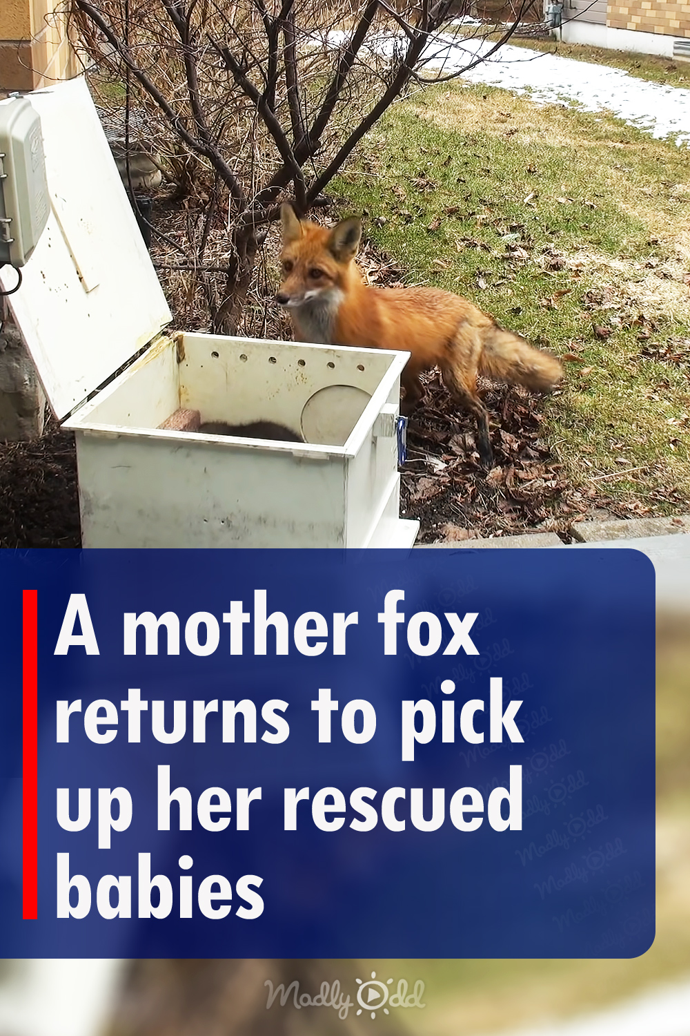 A mother fox returns to pick up her rescued babies