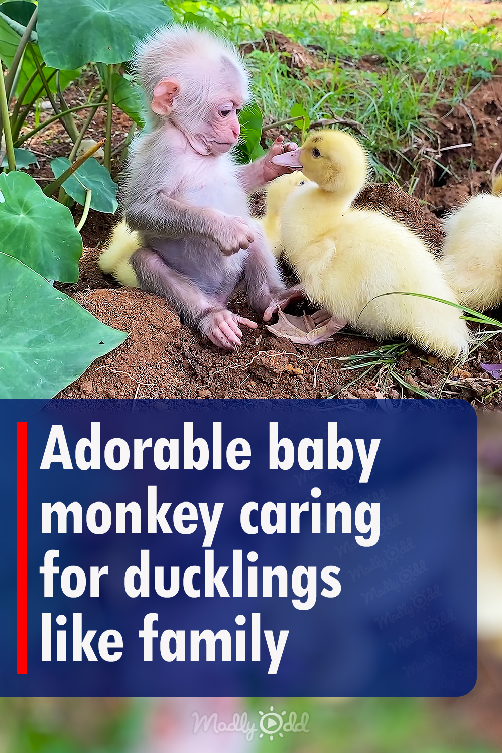 Adorable baby monkey caring for ducklings like family – Madly Odd!