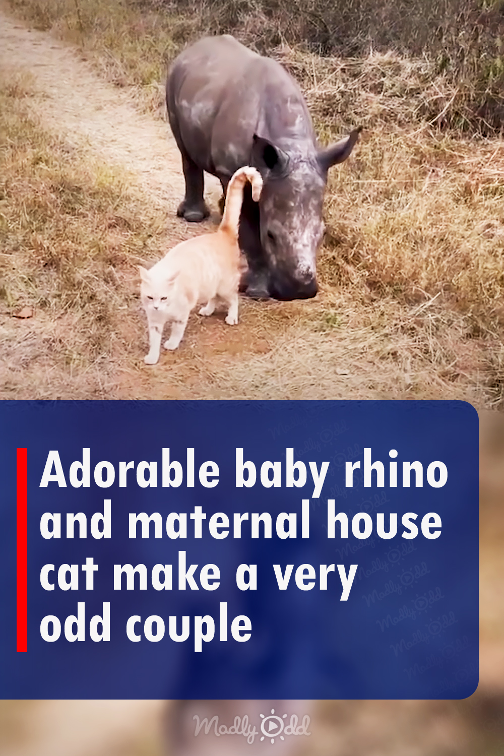 Adorable baby rhino and maternal house cat make a very odd couple ...
