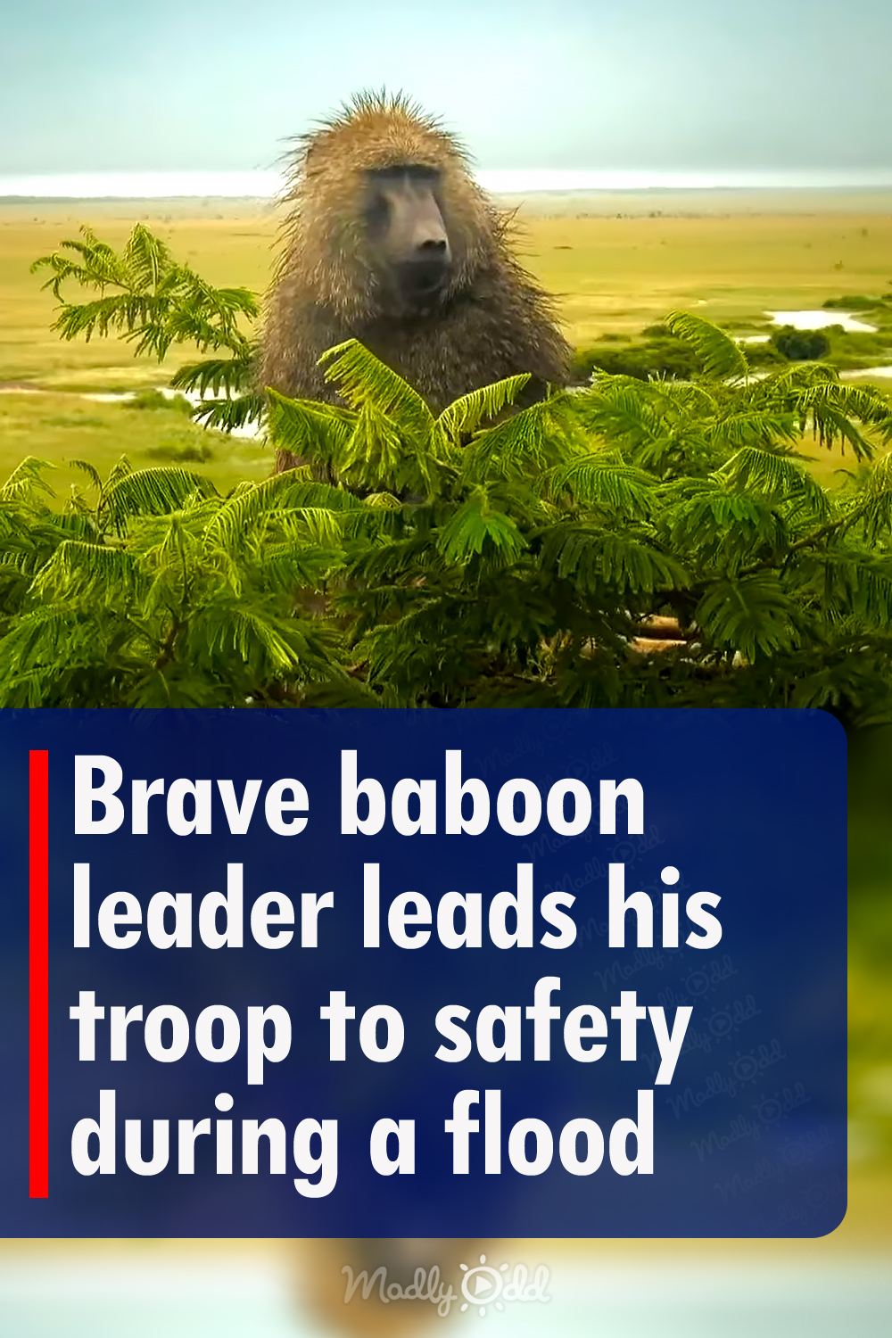 Brave baboon leader leads his troop to safety during a flood – Madly Odd!