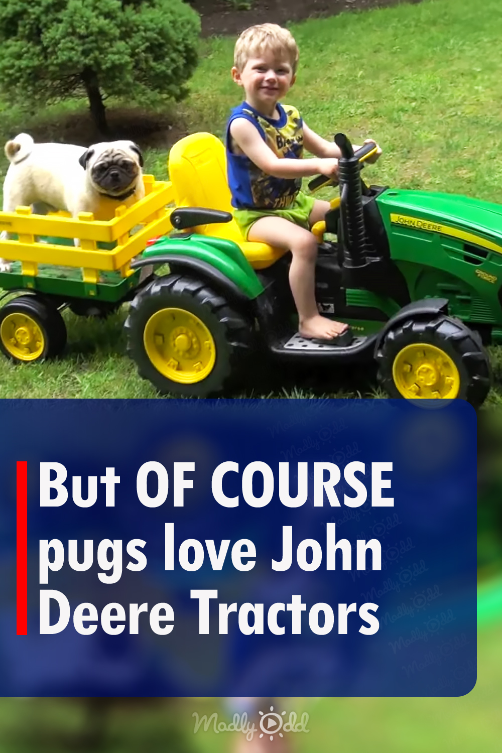 But OF COURSE pugs love John Deere Tractors