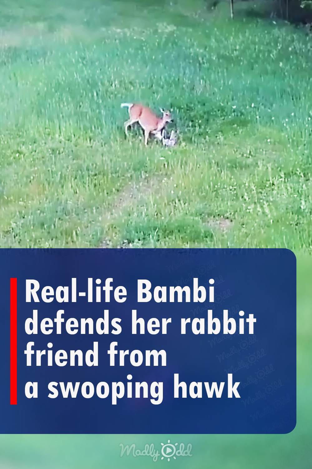Real-life Bambi defends her rabbit friend from a swooping hawk