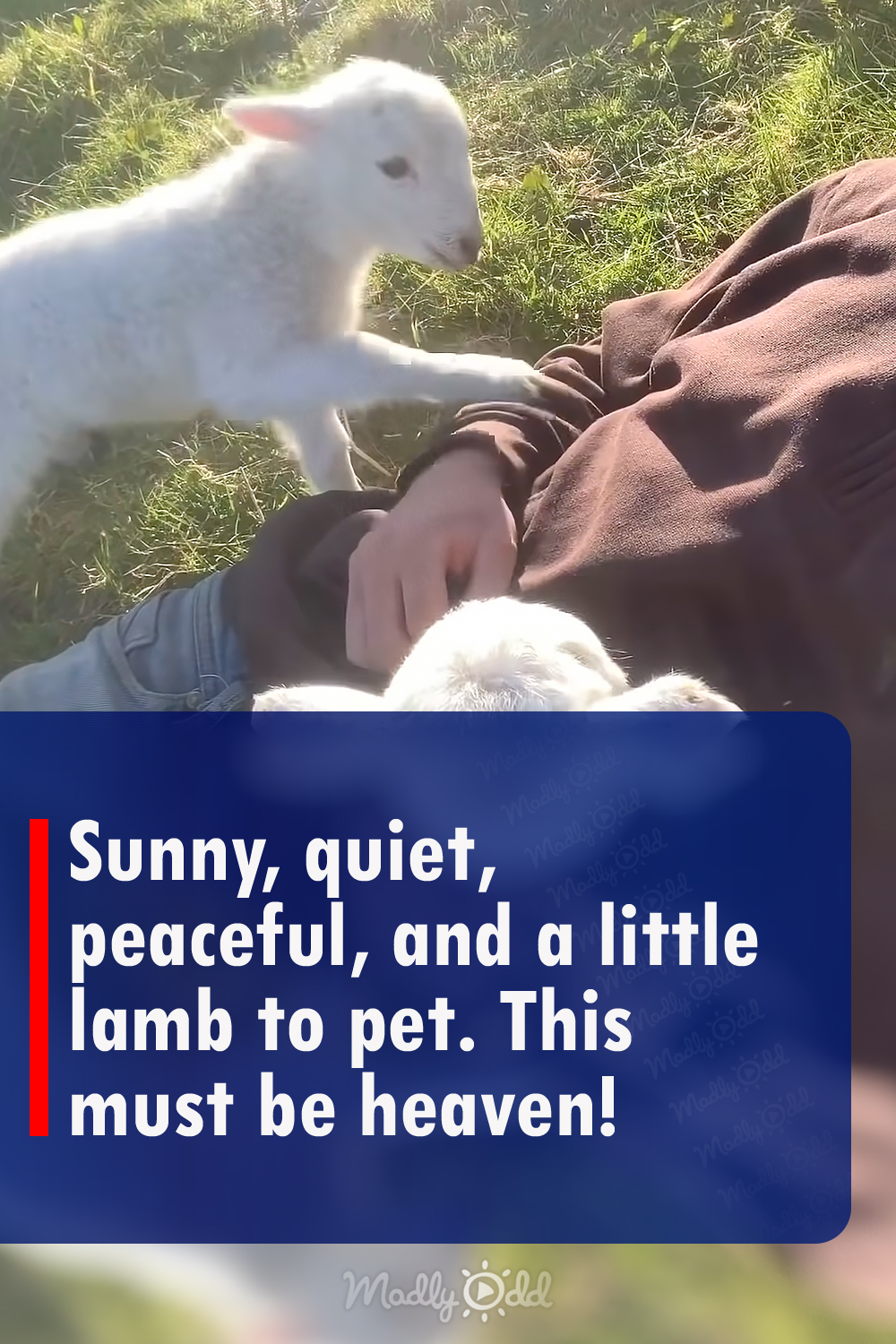 Sunny, quiet, peaceful, and a little lamb to pet. This must be heaven ...