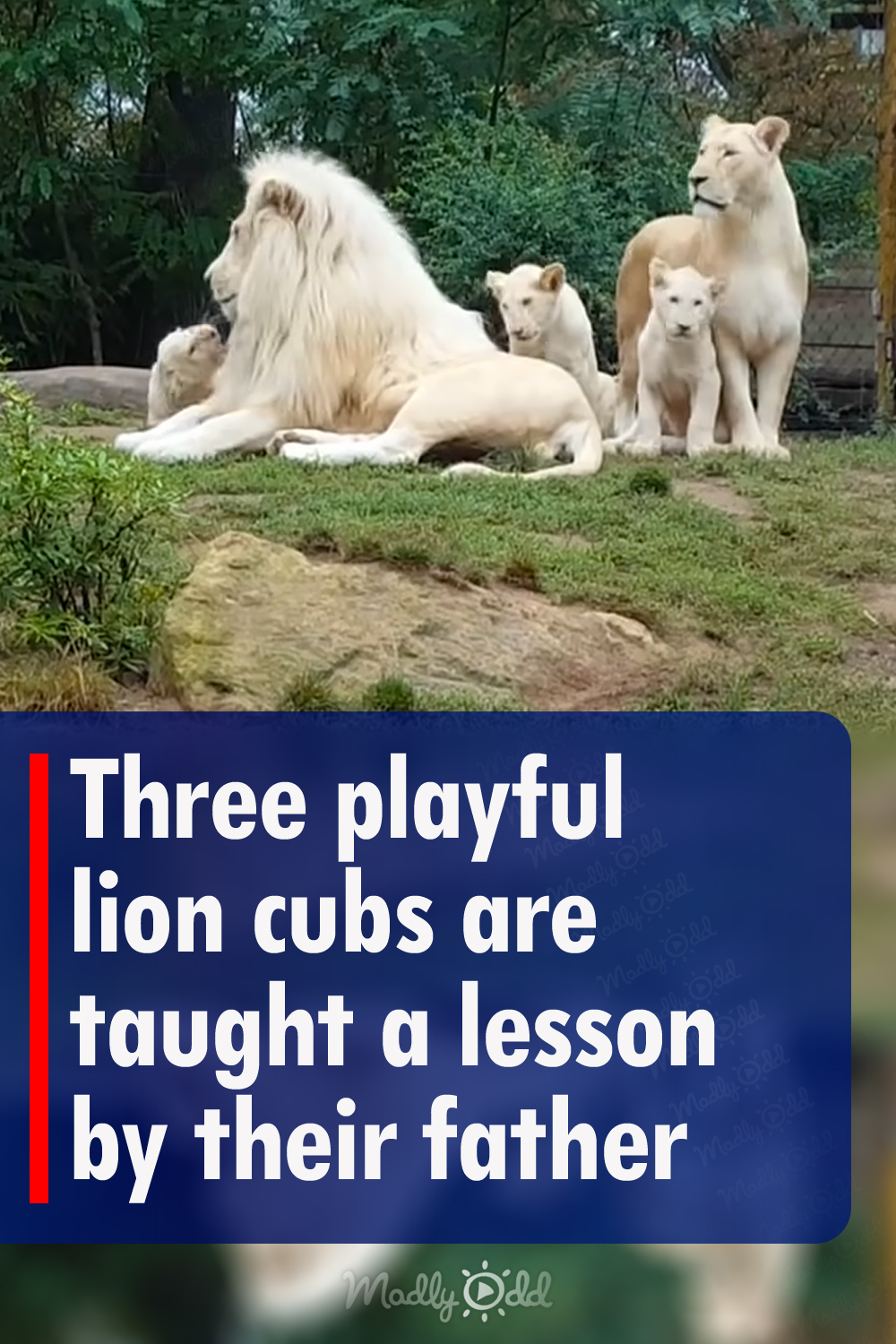 Three playful lion cubs are taught a lesson by their father