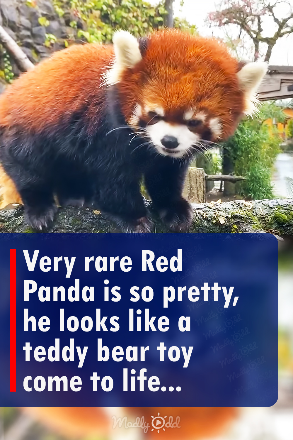 Very rare Red Panda is so pretty, he looks like a teddy bear toy come ...