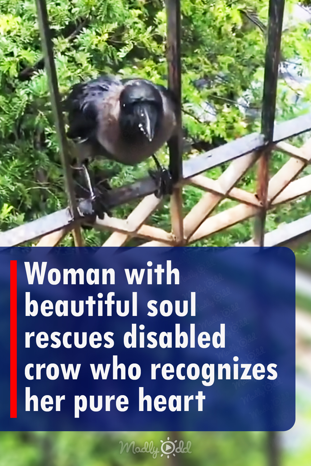 Woman with beautiful soul rescues disabled crow who recognizes her pure ...