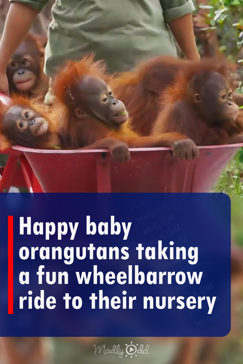 Happy baby orangutans taking a fun wheelbarrow ride to their nursery ...