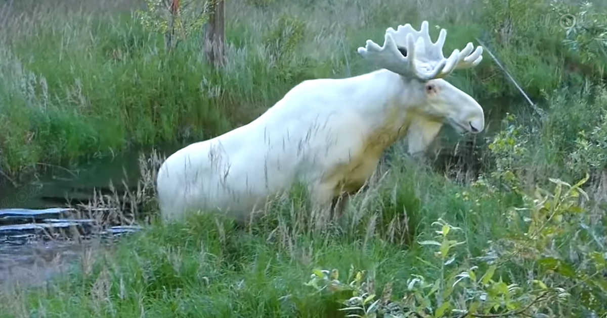 Rare footage of white male moose crossing Swedish river