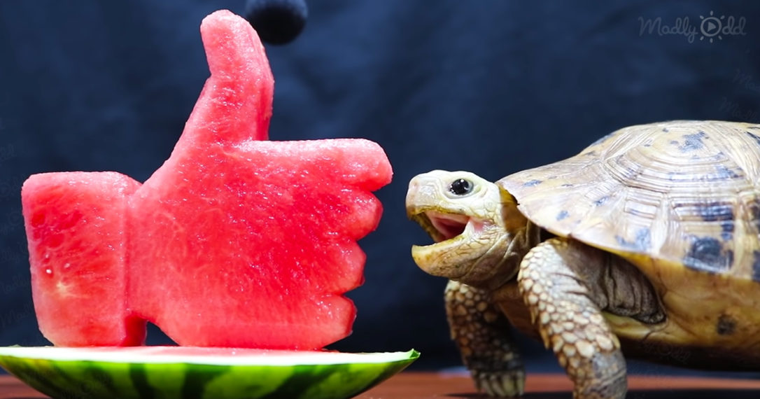 ASMR turtle loudly munching on a watermelon “LIKE button” – Madly Odd!