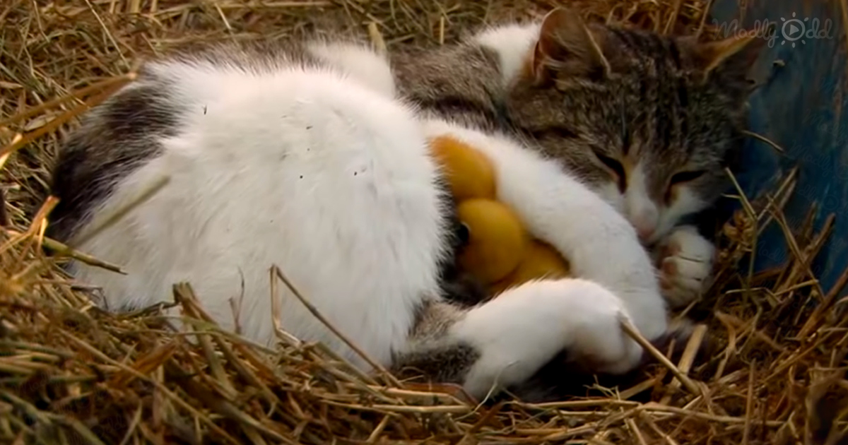 Baby ducklings get a sweet cat as their new Mama