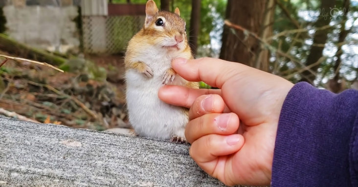 Bonding with a very pregnant chipmunk who is about to give birth ...