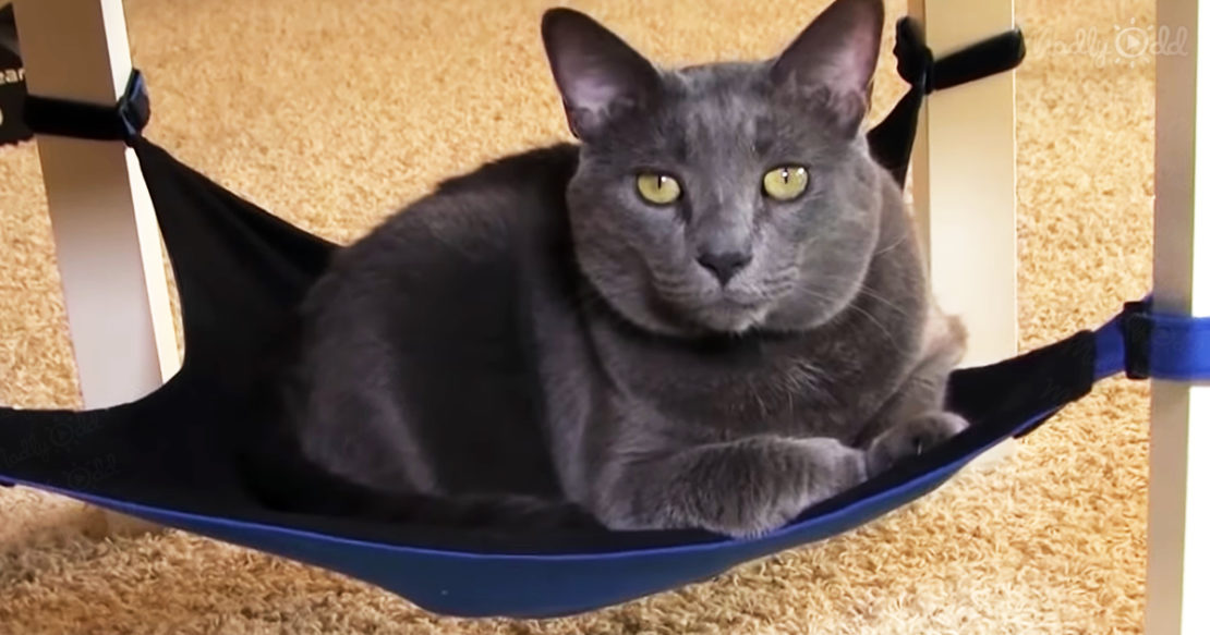 Cat crib, the ingenious cat hammock that fits perfectly under any chair ...