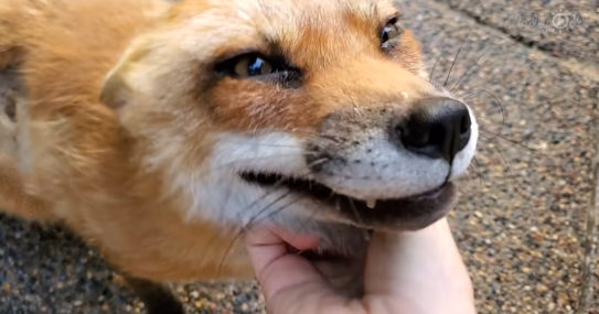 Finnegan Fox has the most adorable way of saying good morning