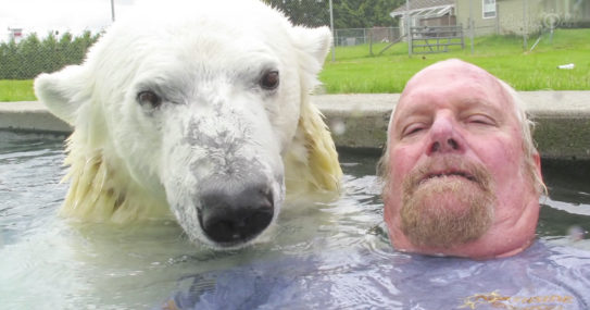 Man and white bear decide to go for a swim