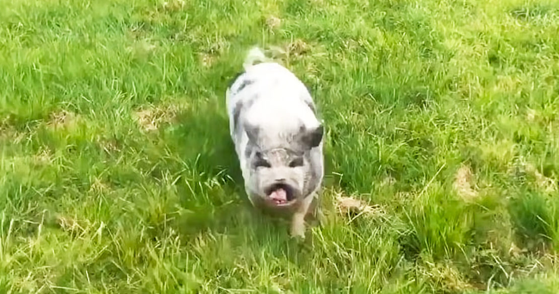 Pig rescued after ten years of confinement goes out for the first time ...