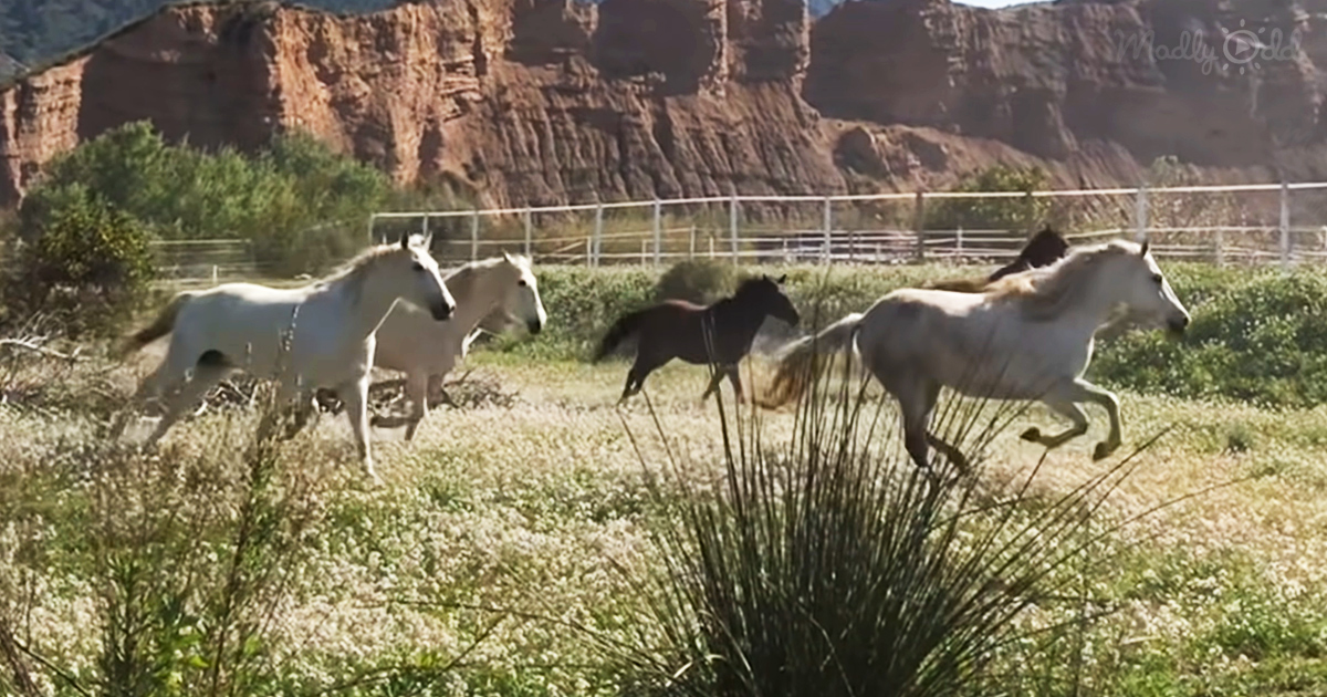 Rescued horses run freely without fear; what a glorious start to a new ...