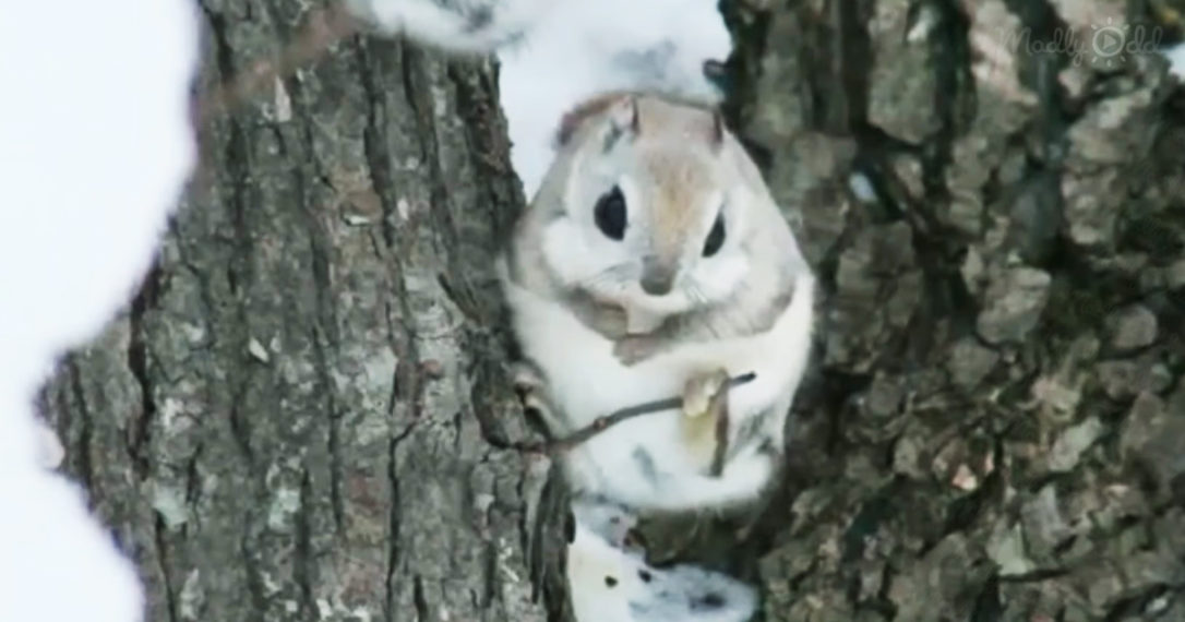 The cutest animal in the world may be the Japanese Flying Squirrel ...