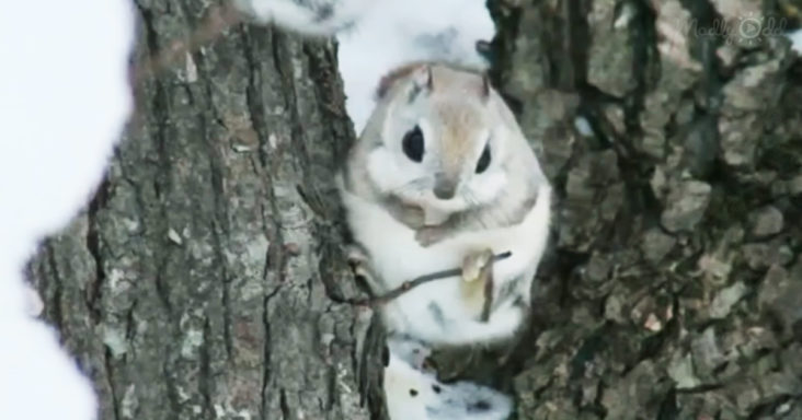 The cutest animal in the world may be the Japanese Flying Squirrel ...