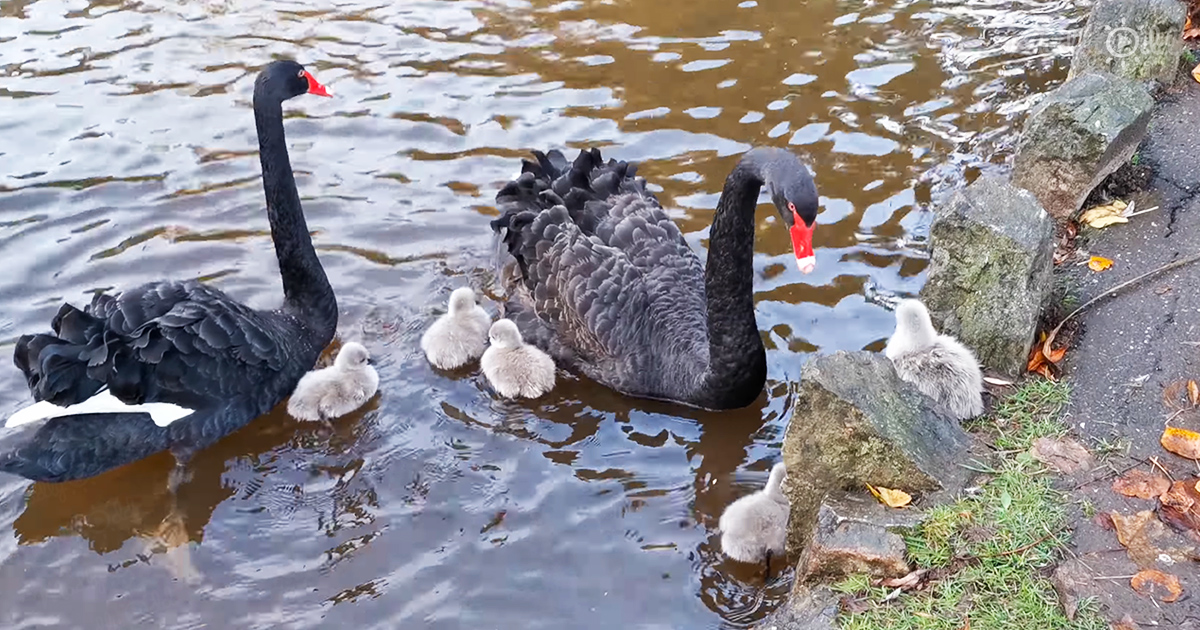 There’s always the black sheep of the family, as these black swans ...