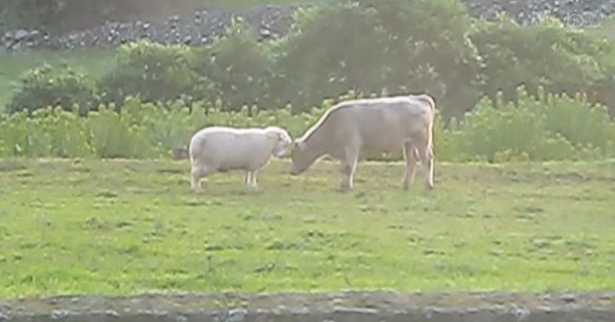 Thrilling watch as this sheep and bull attempt to sort issues through ...