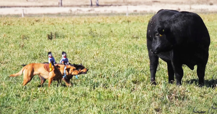 Tiny cowboys riding dogs bring the cows home and their conversation is ...