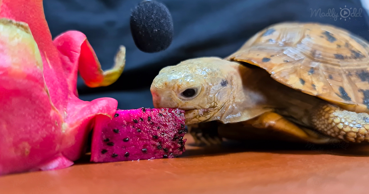 Turtle noisily eating delicious red dragon fruit is relaxing ASMR fun ...