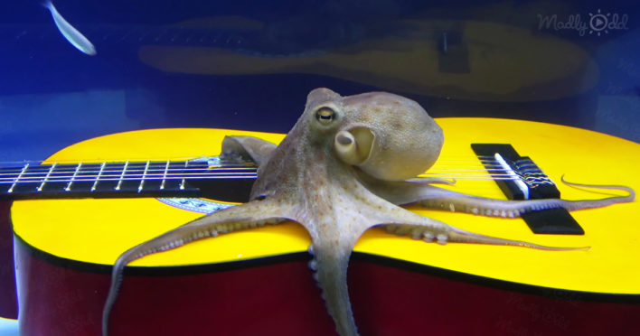 With guitar in sight, curious octopus caught on camera pulling at the ...