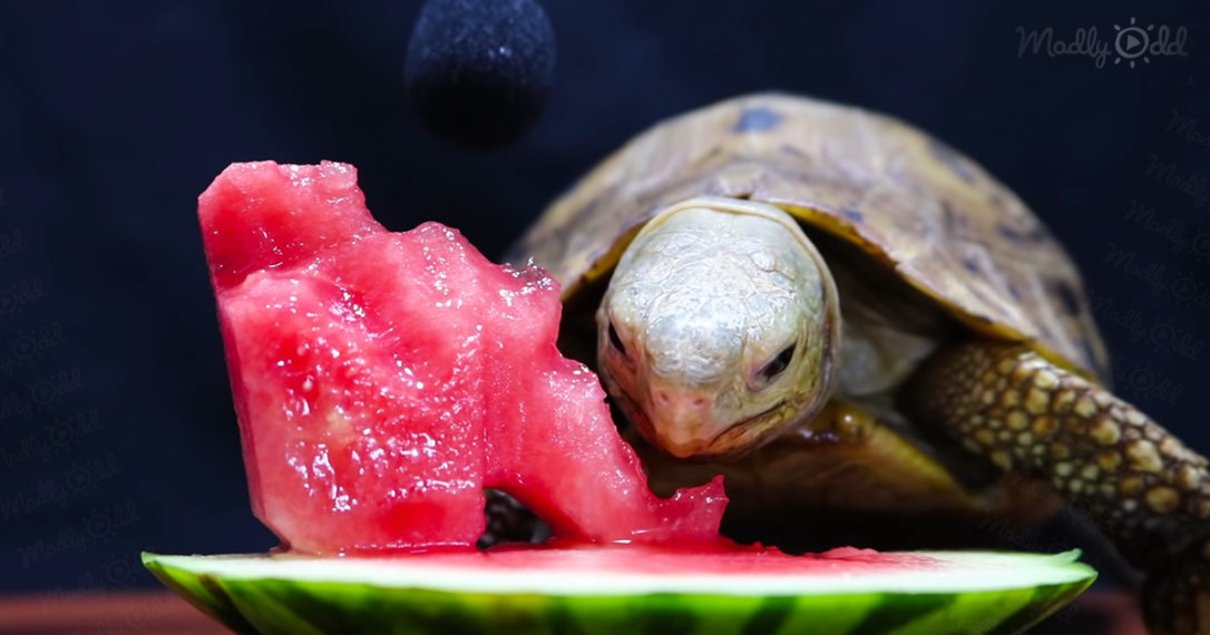 ASMR turtle loudly munching on a watermelon “LIKE button” – Madly Odd!