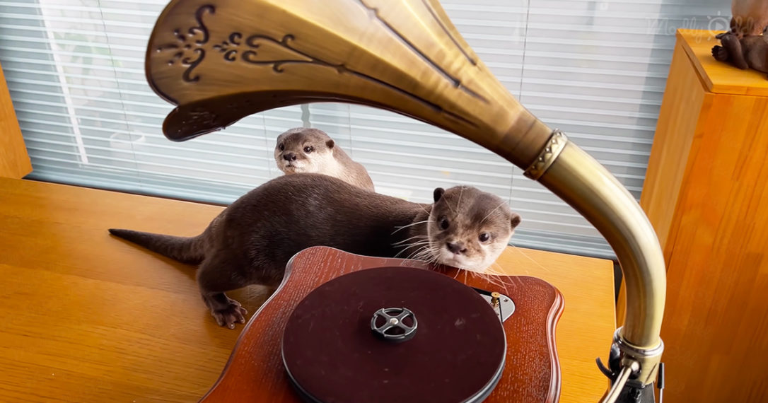 Classical music catches the attention of otters – Madly Odd!