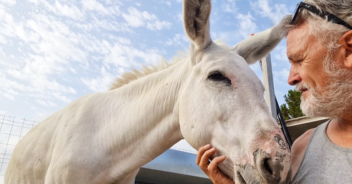 Depressed donkey finds solace in his new best buddy