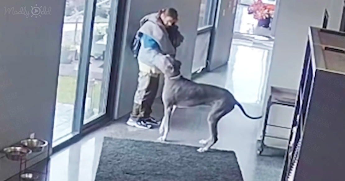 Good boy! Great Dane bites home intruder