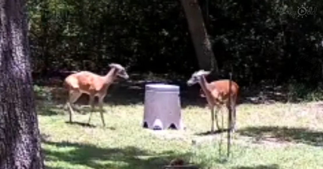Intense boxing match as 2 deer fight standing on hind legs
