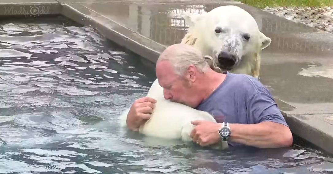 Man and white bear decide to go for a swim