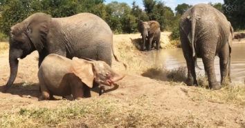 Pink baby elephant and her adoptive sister play in the sand – Madly Odd!