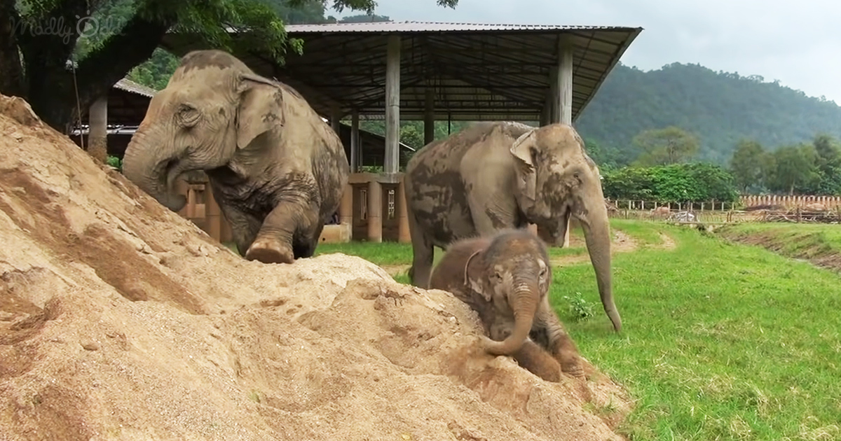 Playful elephant frolics around in a giant sandbox – Madly Odd!