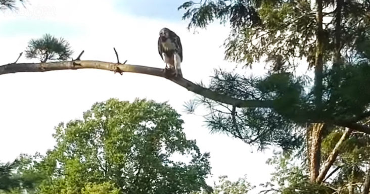 Red-tailed hawk sends drone crashing to the ground in a bid to protect ...
