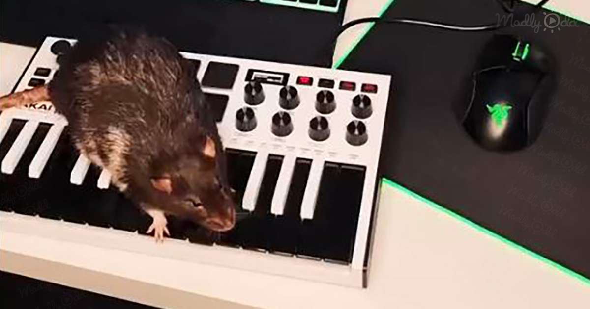 Tiny pet rat plays a tiny harmonica and releases first single – Madly Odd!