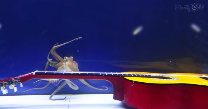 With guitar in sight, curious octopus caught on camera pulling at the ...