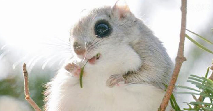 The cutest animal in the world may be the Japanese Flying Squirrel ...