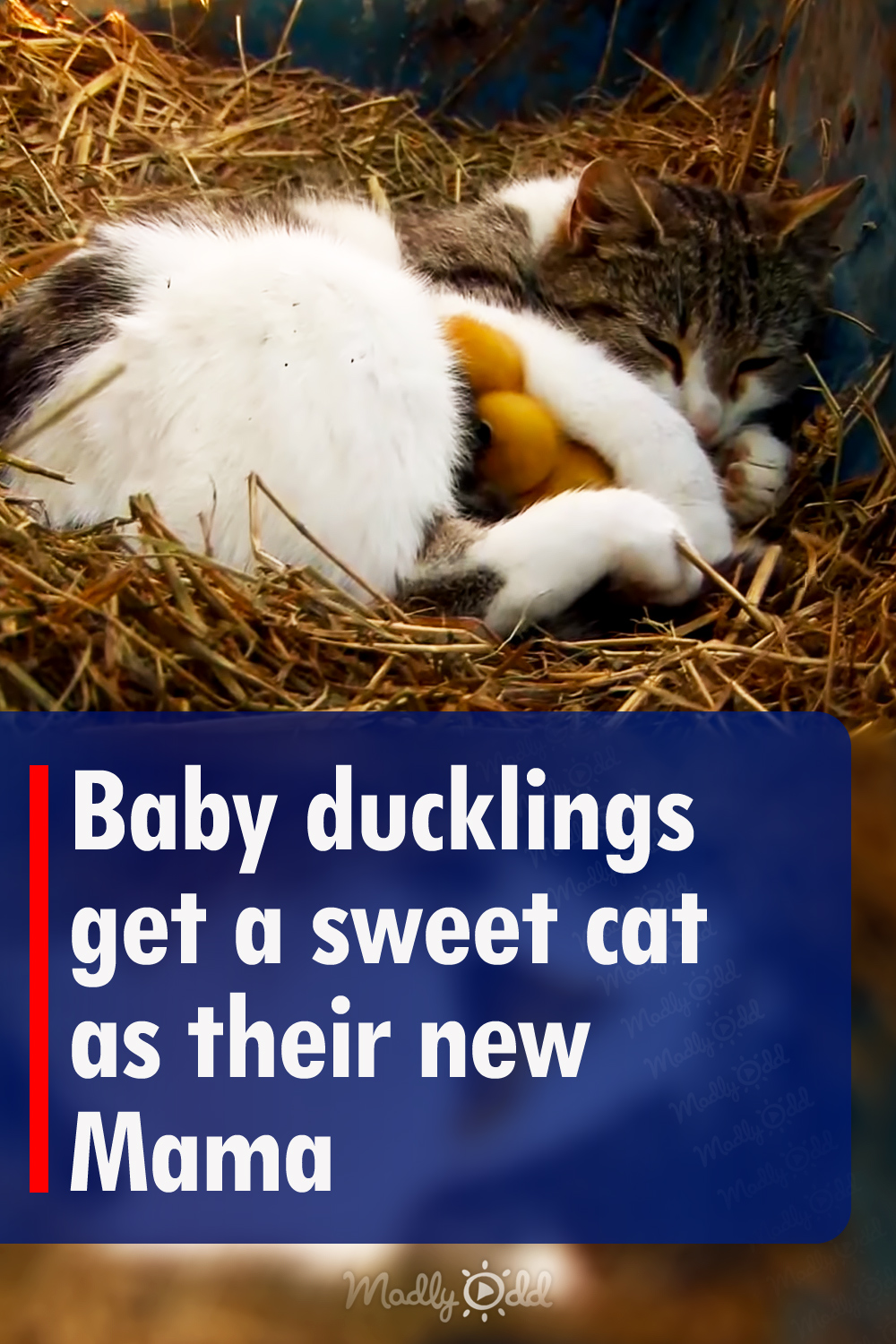 Baby ducklings get a sweet cat as their new Mama