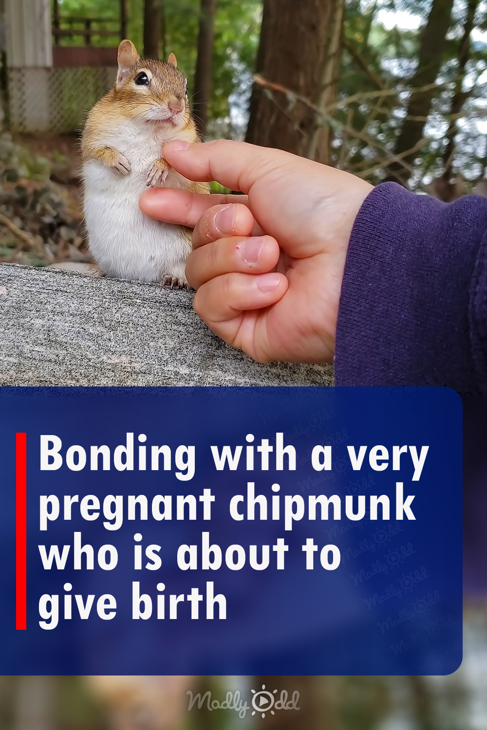Bonding with a very pregnant chipmunk who is about to give birth ...