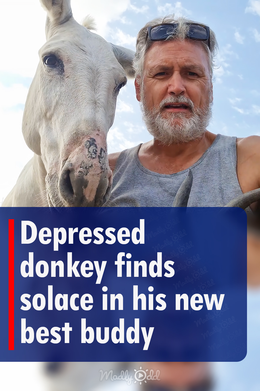 Depressed donkey finds solace in his new best buddy – Madly Odd!