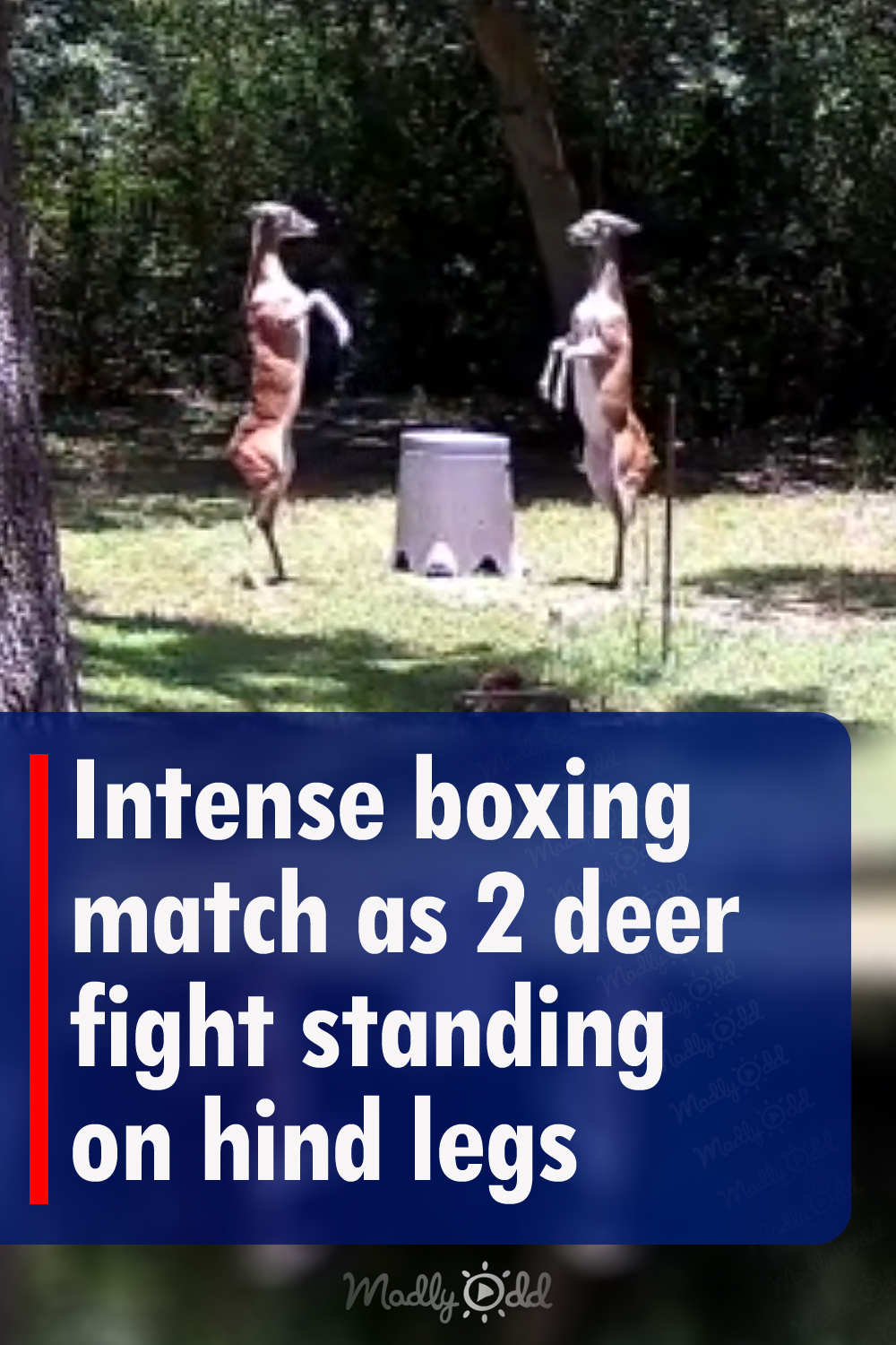 Intense boxing match as 2 deer fight standing on hind legs – Madly Odd!