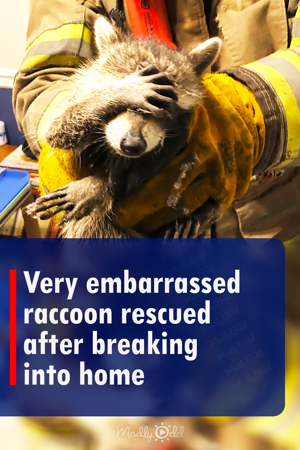 Very embarrassed raccoon rescued after breaking into home – Madly Odd!