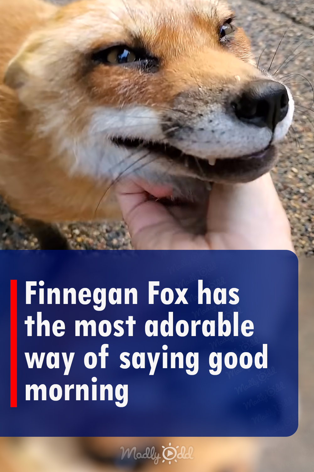 Finnegan Fox has the most adorable way of saying good morning – Madly Odd!