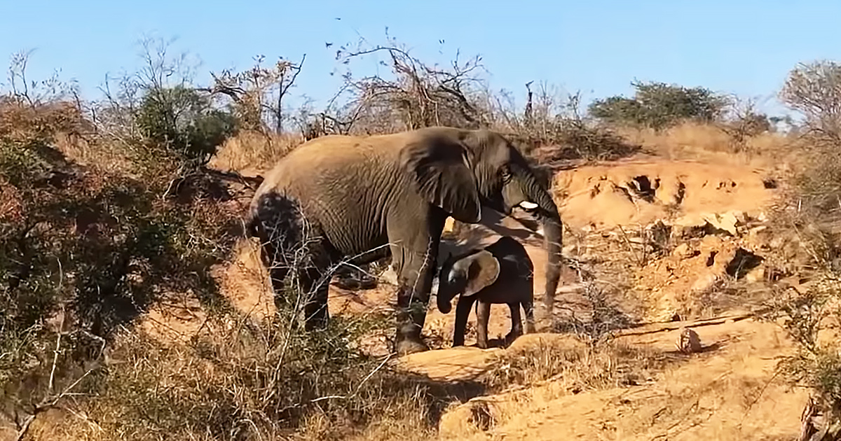 Elephants rush dramatically to baby’s rescue after her scream. – Madly Odd!