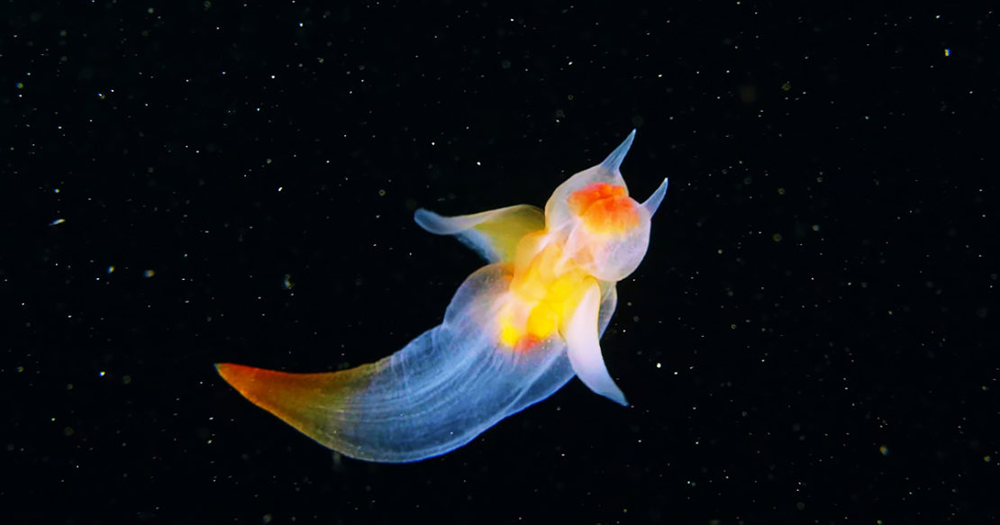 Diver records rare footage of a sea angel under the ice