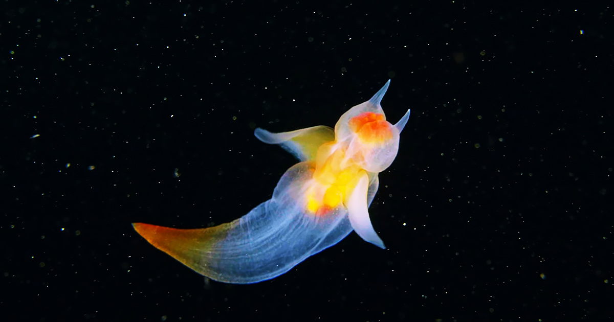Diver records rare footage of a sea angel under the ice – Madly Odd!